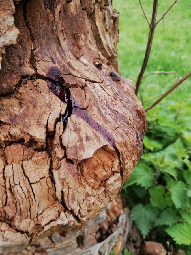 Return to my den and the Kali Tree – Esther Bunting